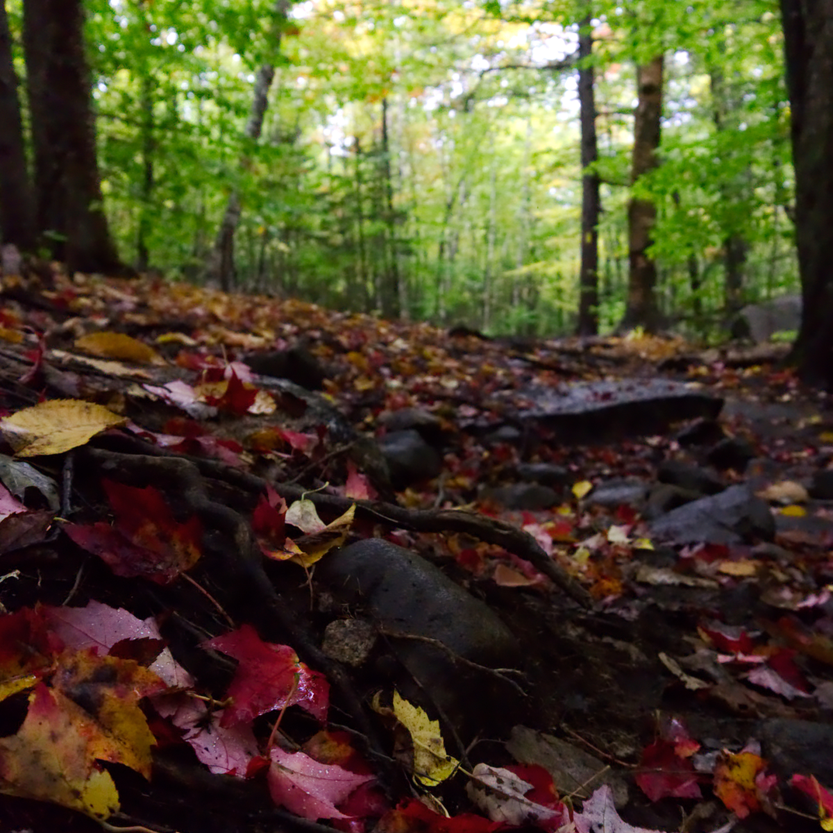 Exploring How Soil Properties Vary with Depth: The Role of Humus and ...
