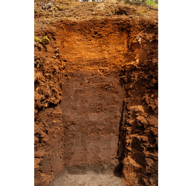 Understanding Soil Horizons: Layers of the Earth Beneath Our Feet ...